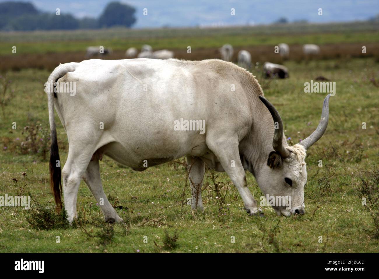 Hungarian grey cattle Stock Photo - Alamy