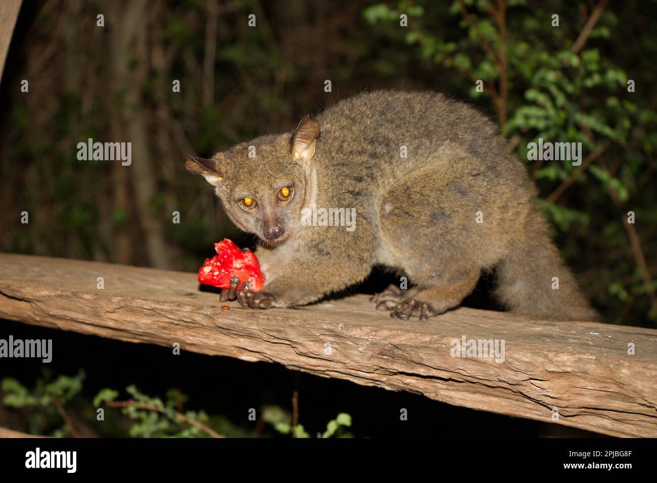 Senegal bushbaby hi-res stock photography and images - Alamy