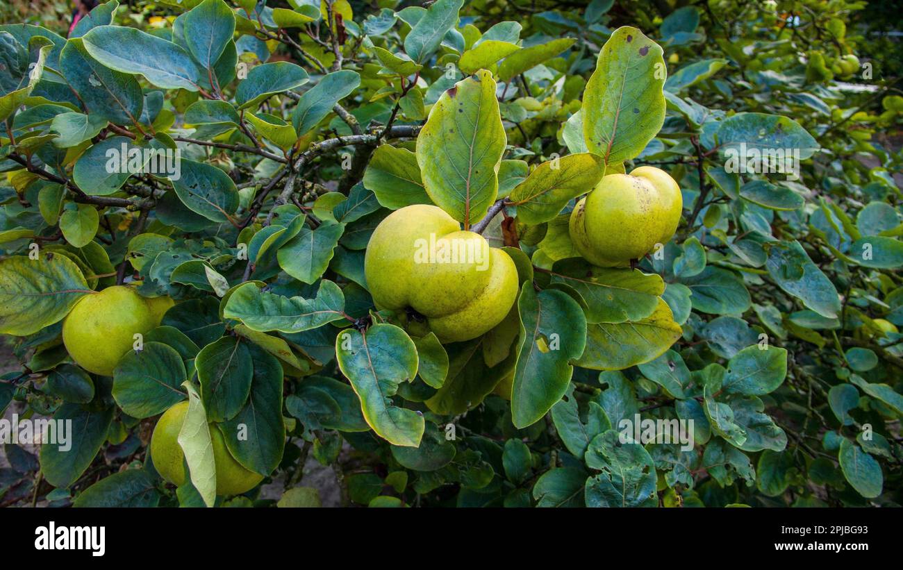 Cydonia oblonga QUITTE (Cydonia oblonga) QUITTE Stock Photo - Alamy
