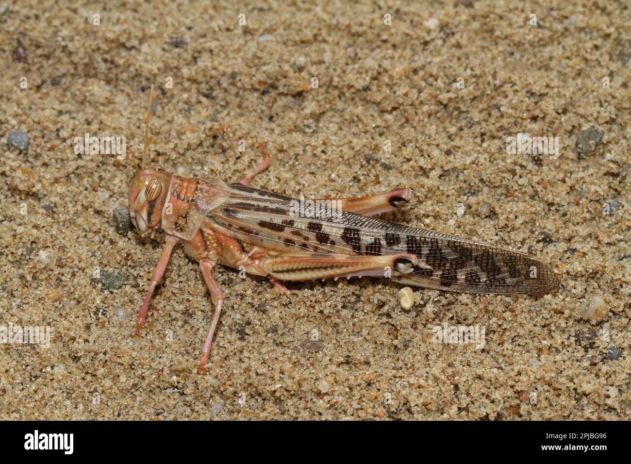 African insect hi-res stock photography and images - Alamy
