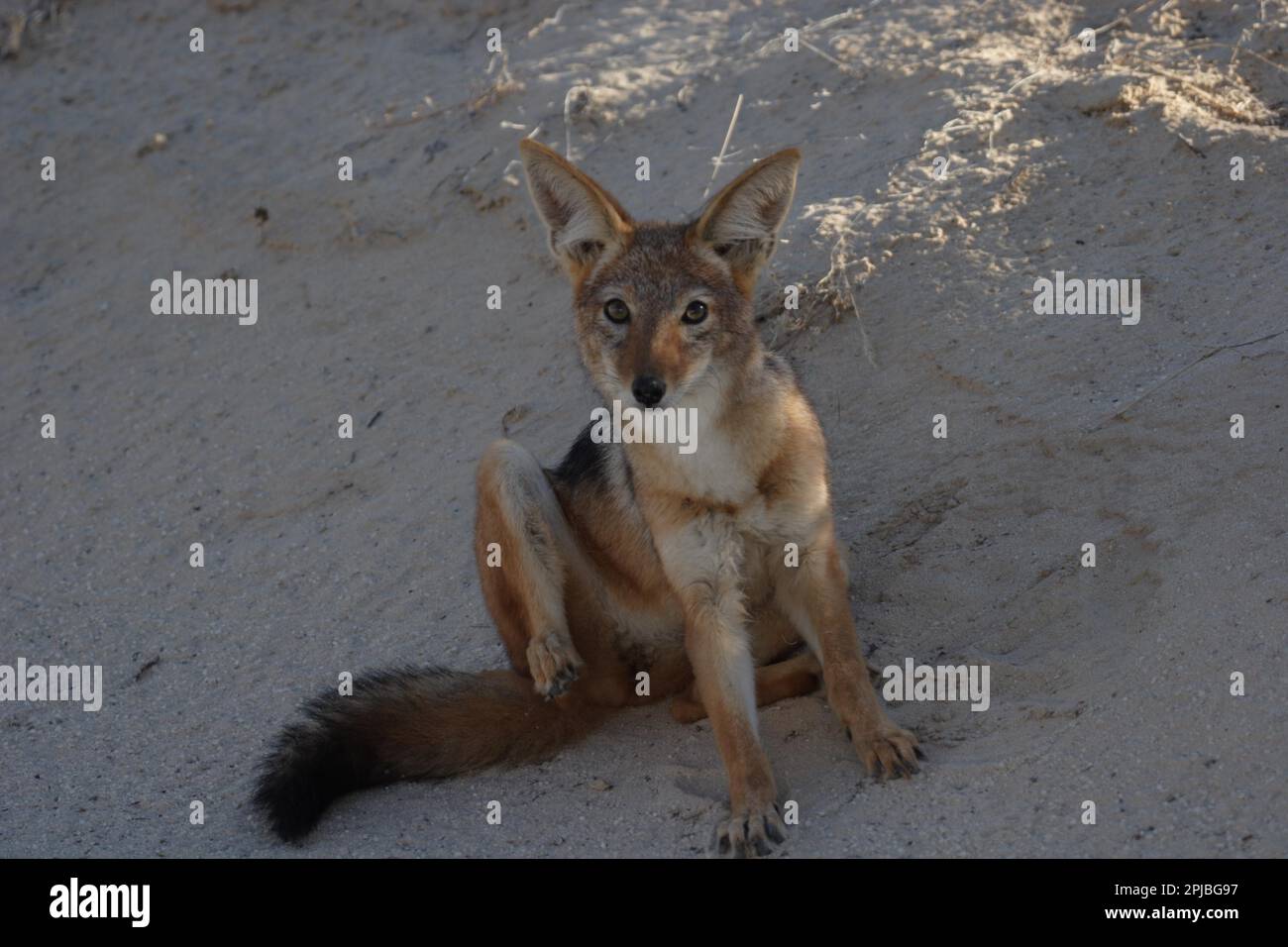 Jackal face hi-res stock photography and images - Alamy