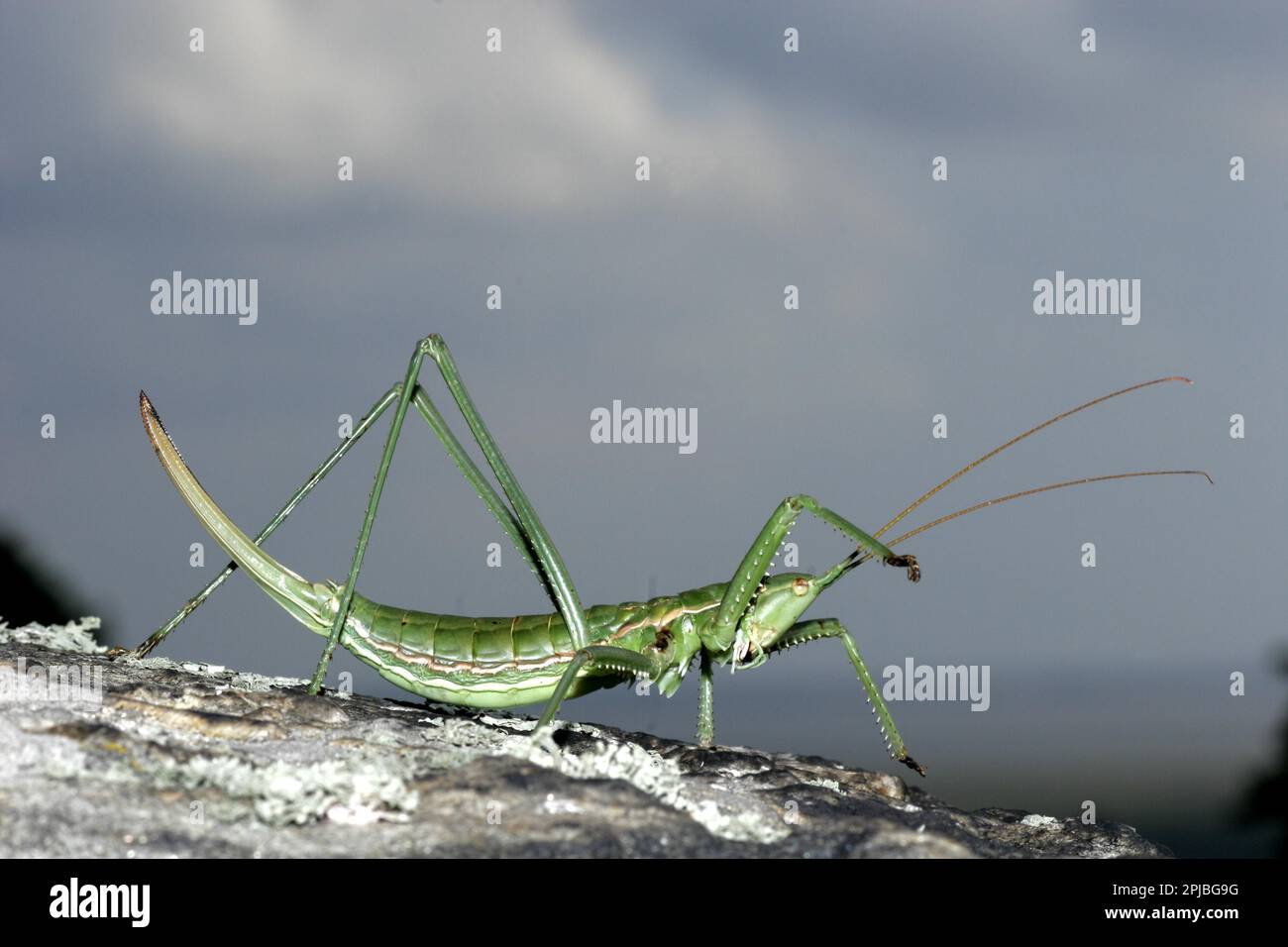 Horned worm hi-res stock photography and images - Alamy