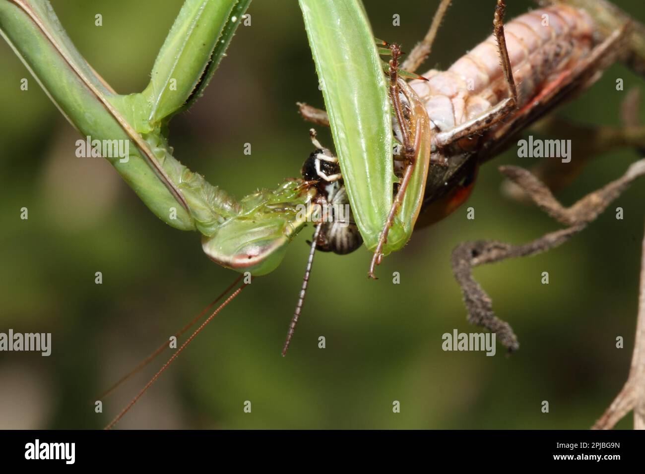 Adult female mantis hi-res stock photography and images - Alamy