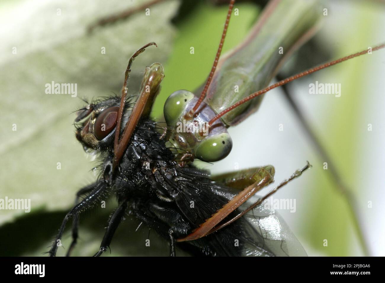 Praying mantis feeding hi-res stock photography and images - Alamy
