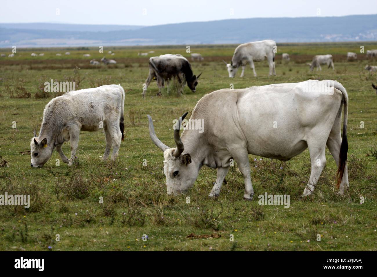 Hungarian grey cattle Stock Photo - Alamy