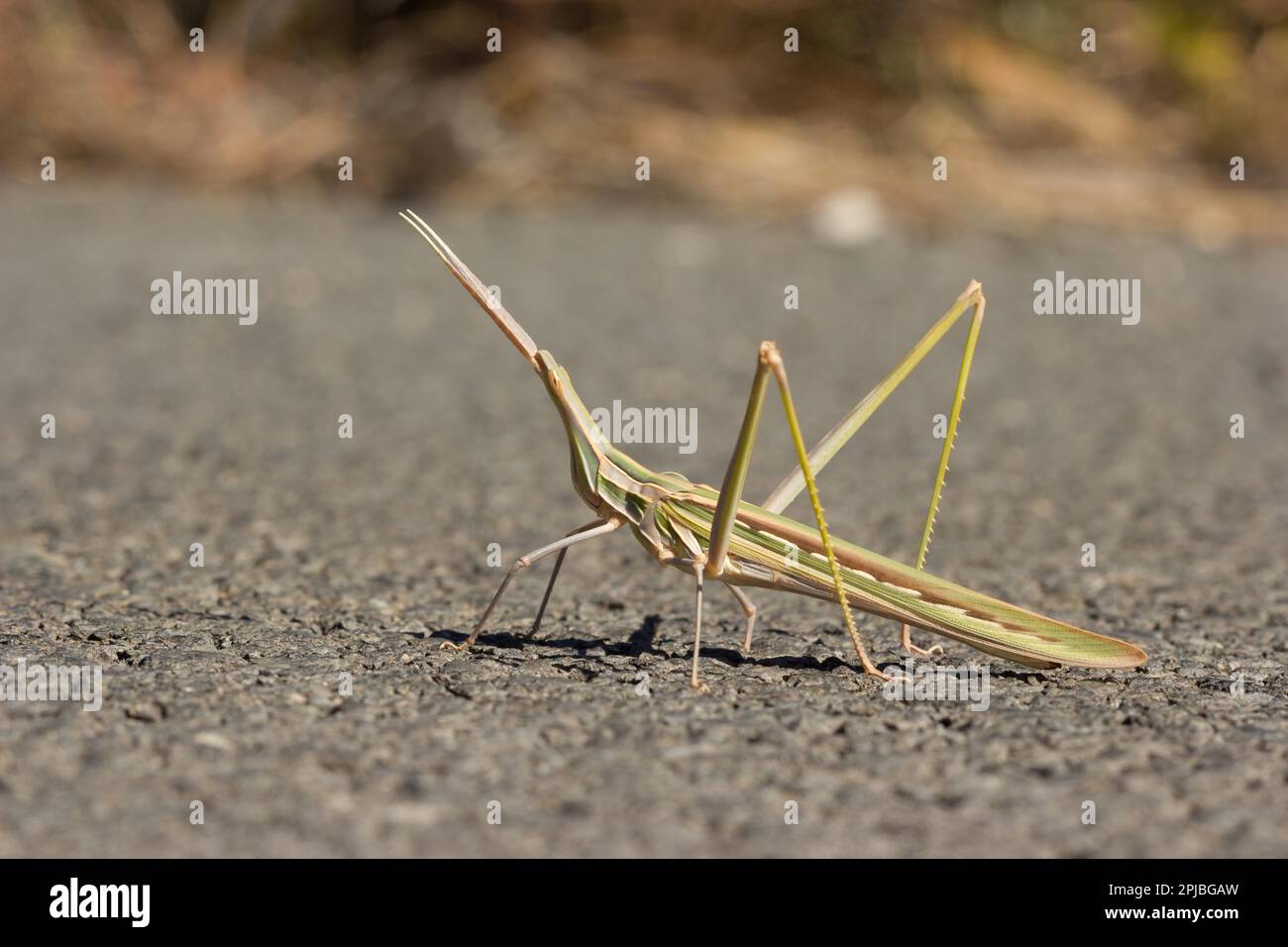 Truxalis truxalis nasuta hi-res stock photography and images - Alamy