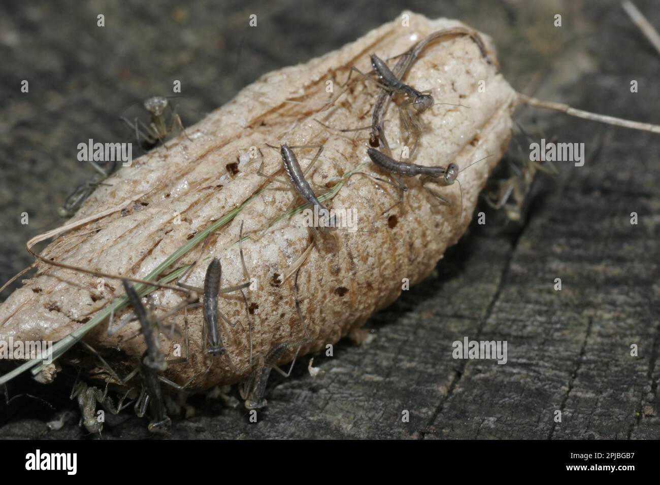 Mantis development hi-res stock photography and images - Alamy