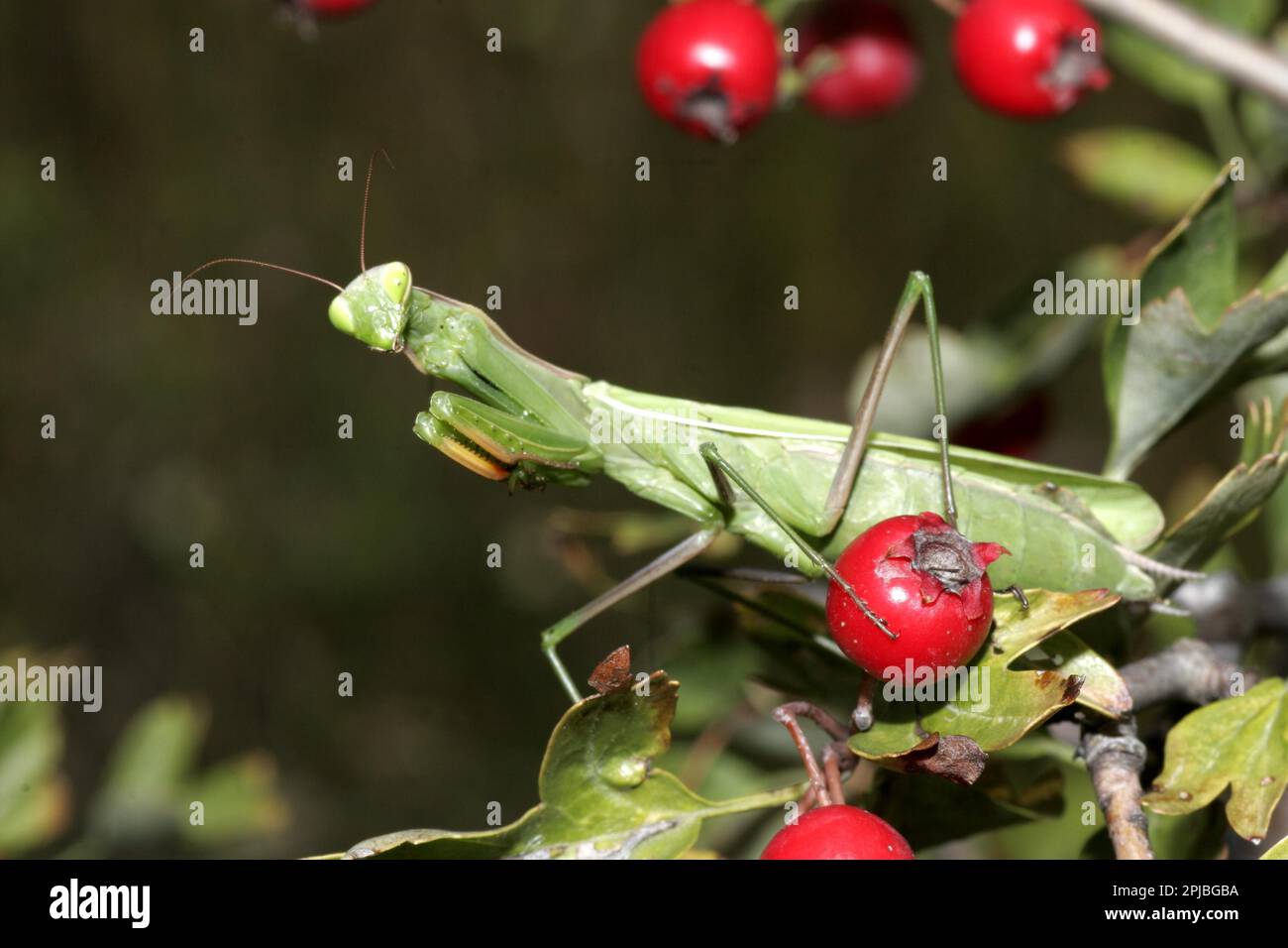 Outdoor mantis hi-res stock photography and images - Alamy
