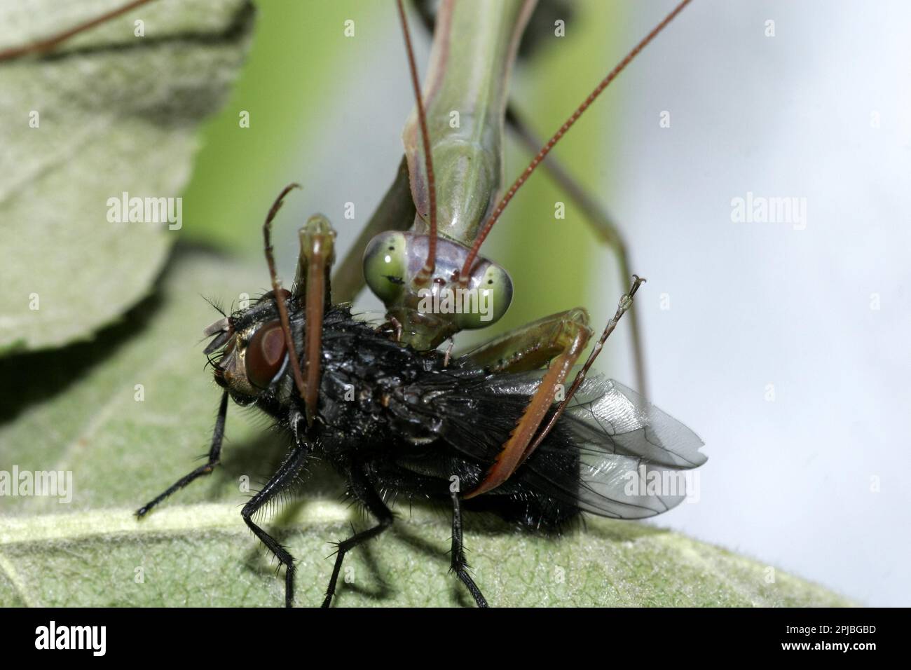 Mantis front hi-res stock photography and images - Alamy