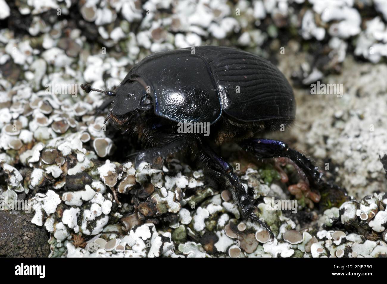Geotrupes stercorarius dung beetle hi-res stock photography and images ...