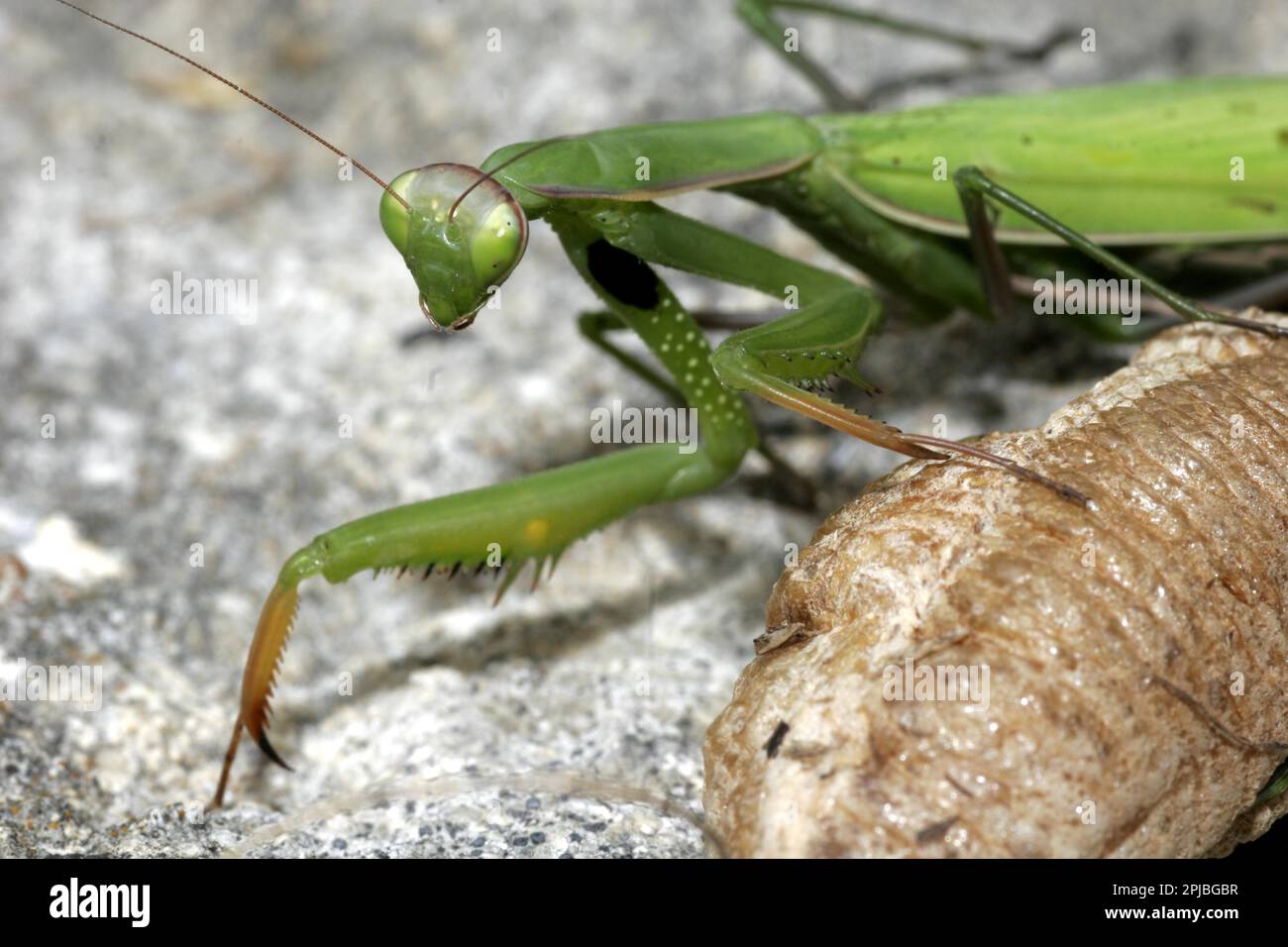 Outdoor mantis hi-res stock photography and images - Alamy