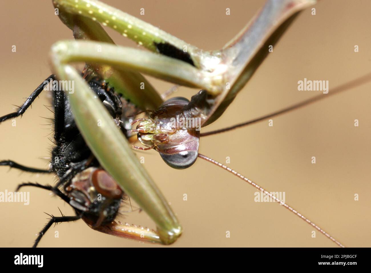 Mantis feeding hi-res stock photography and images - Alamy