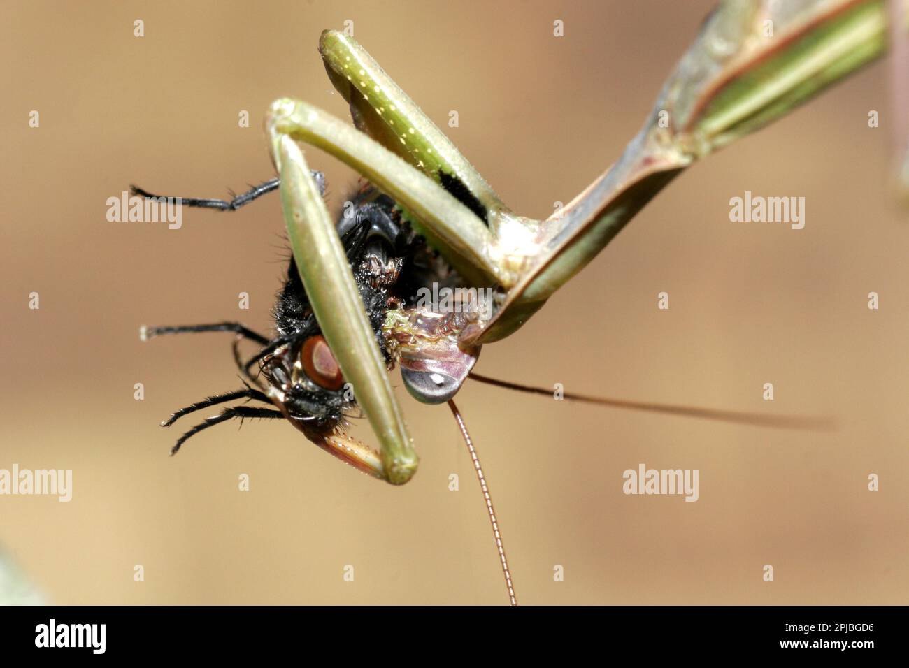 Mantis feeding hi-res stock photography and images - Alamy
