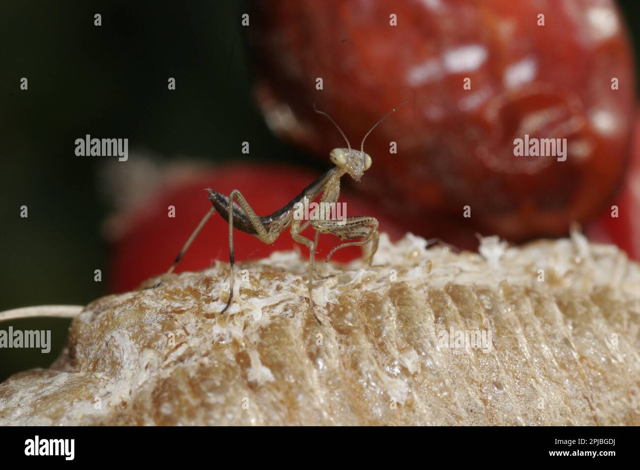 Mantis development hi-res stock photography and images - Alamy