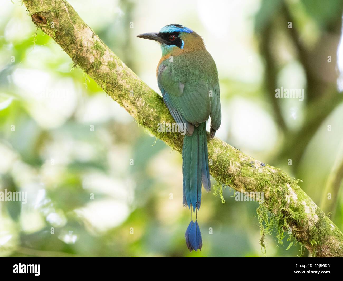 Lesson's motmot at Las Cruces Biological Station, Costa Rica Stock ...