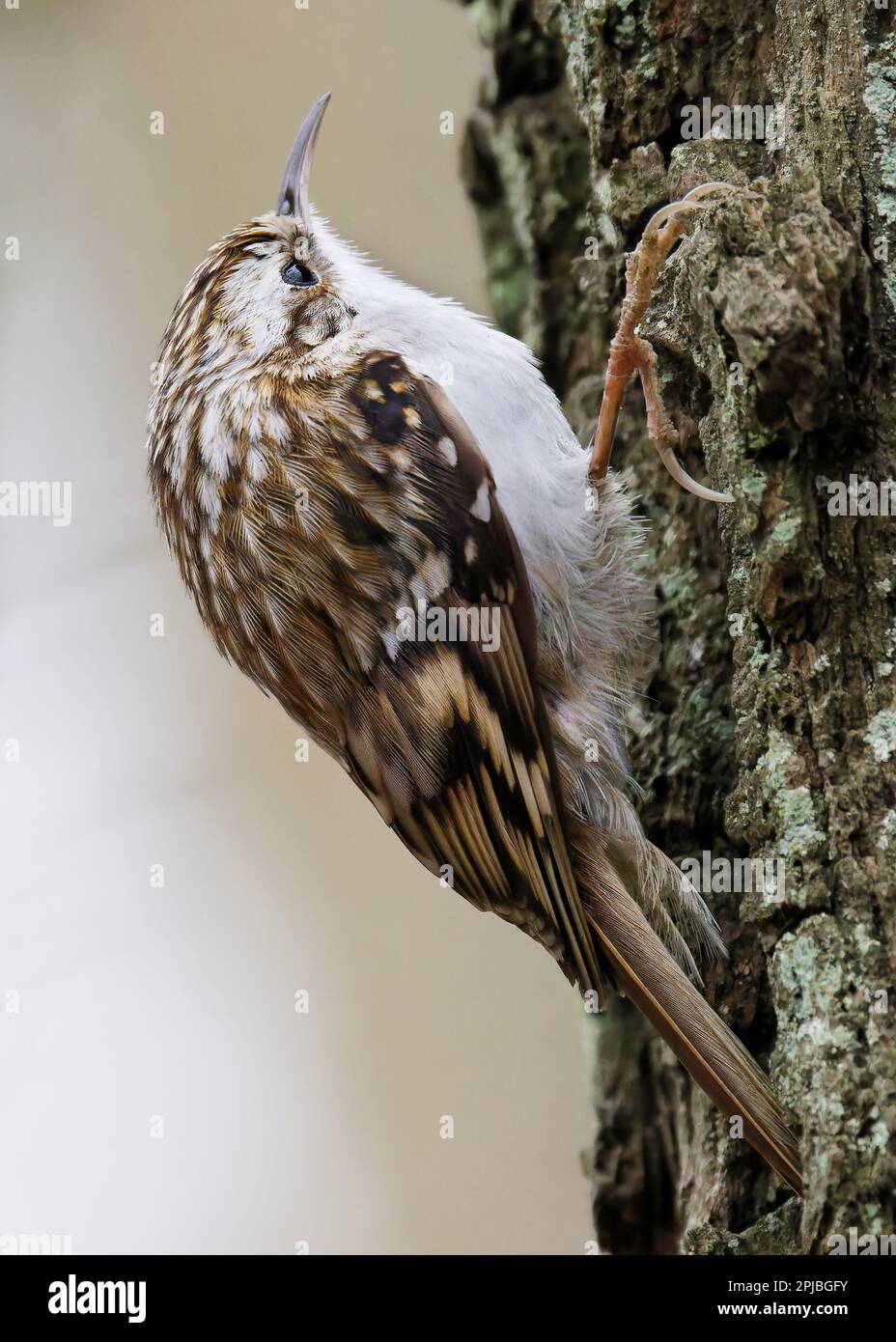 Small creeper hi-res stock photography and images - Alamy