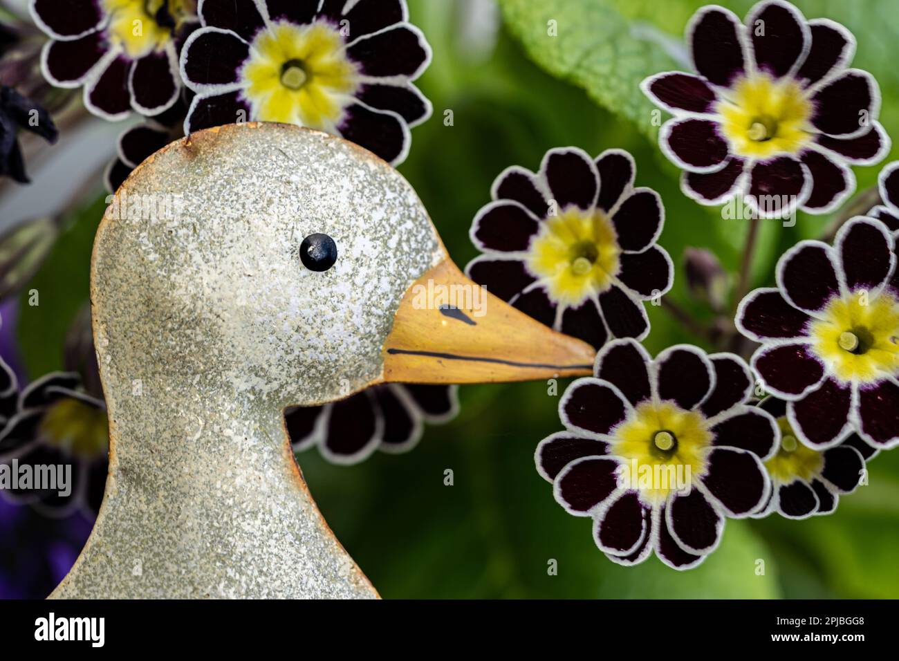 little tin goose with purple primrose Stock Photo - Alamy