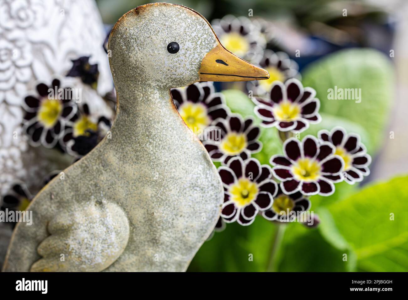 little tin goose with big ornamented egg and purple primrose Stock ...