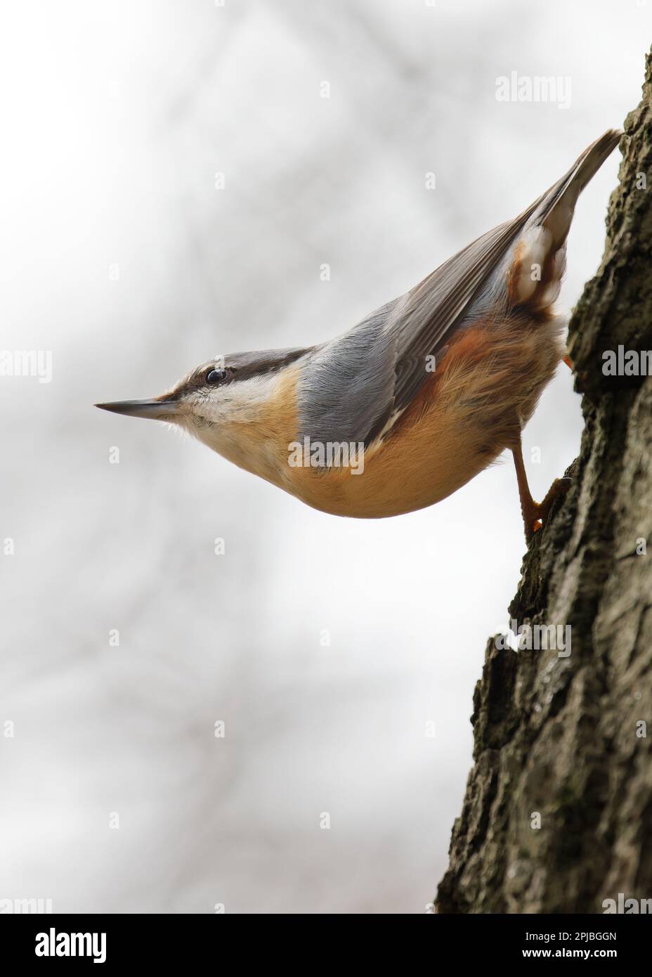 Eurasian Nuthatch clinging to tree Stock Photo - Alamy