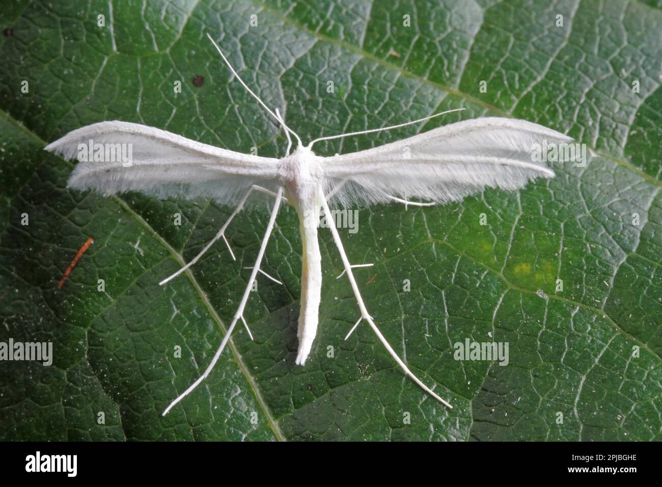 Feather moth hi-res stock photography and images - Alamy