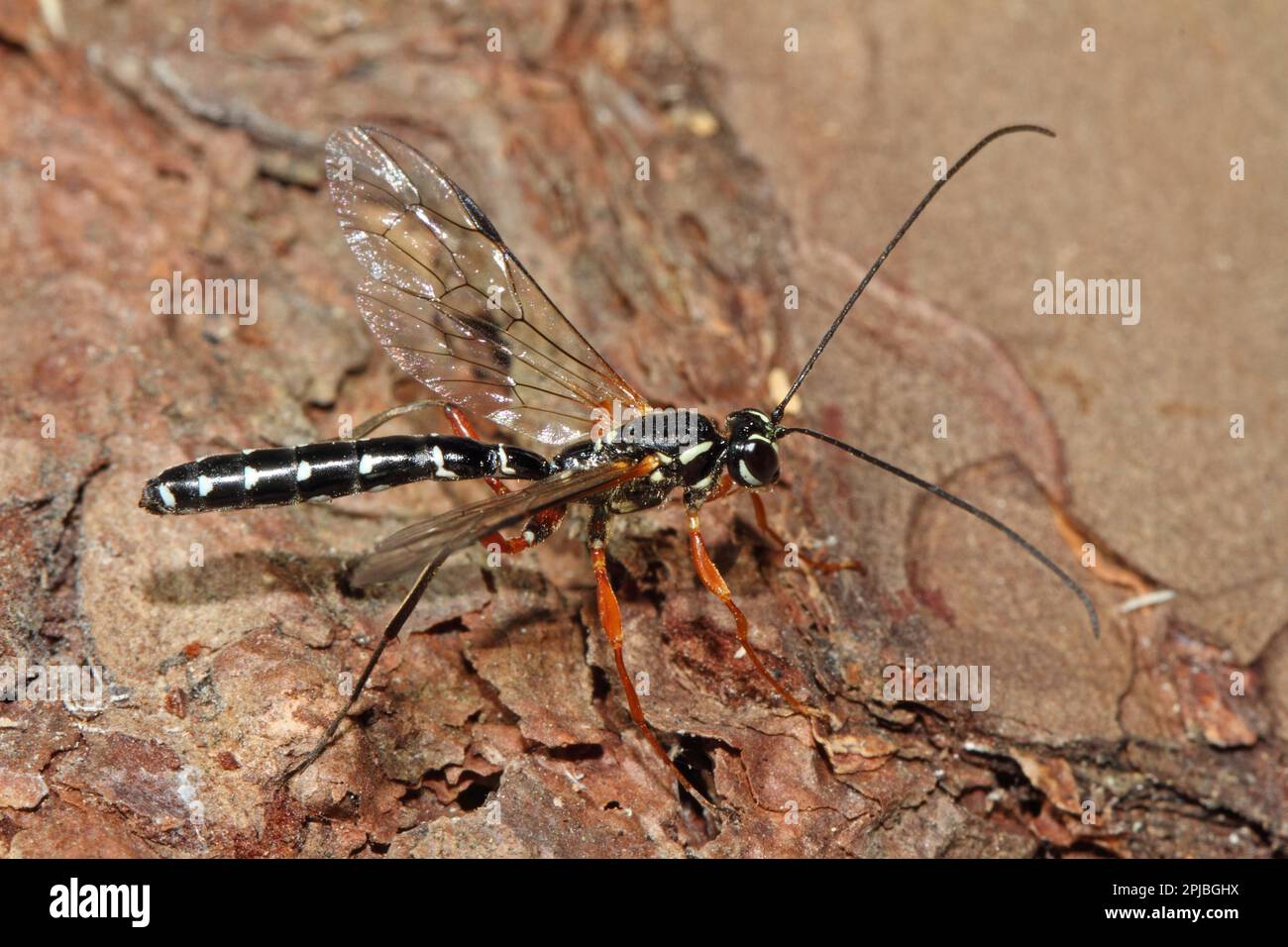 Mature wood hi-res stock photography and images - Alamy
