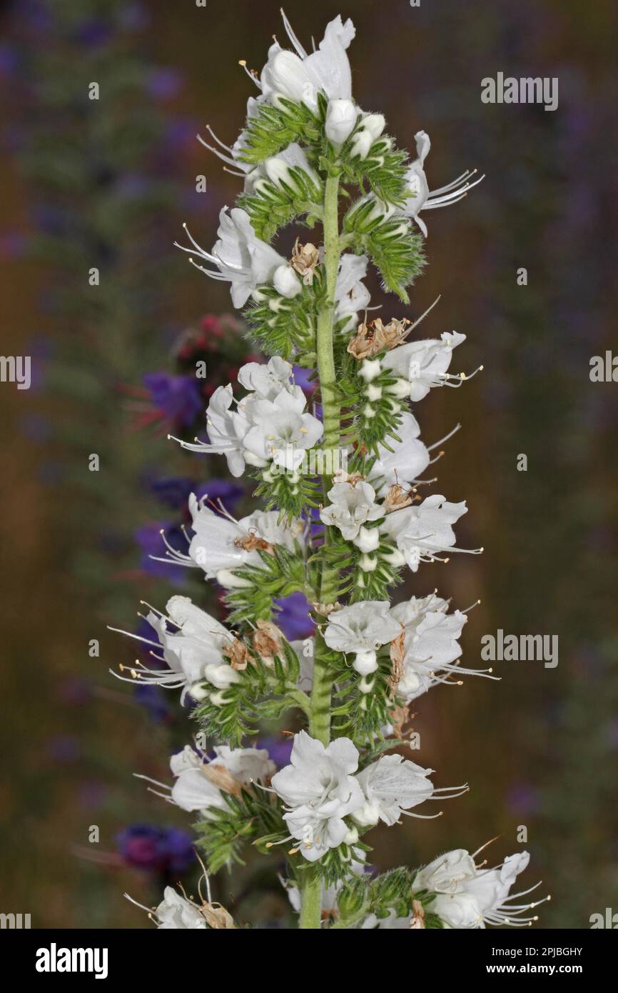 Common viper's bugloss Stock Photo - Alamy