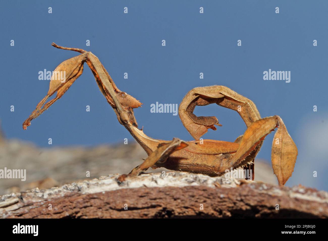 Australian Giant Ghost Insect Stock Photo - Alamy