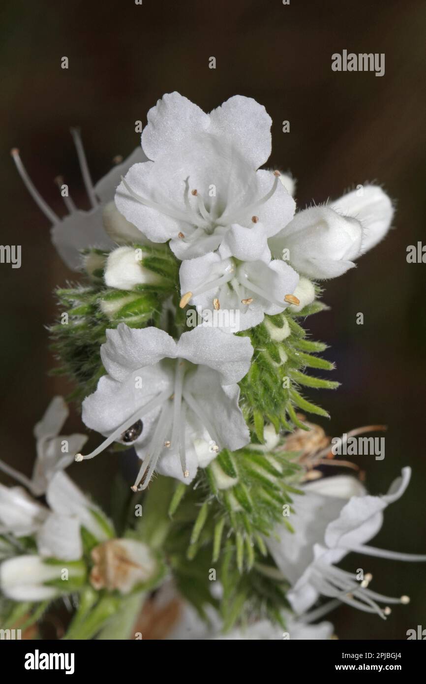 Common viper's bugloss Stock Photo - Alamy