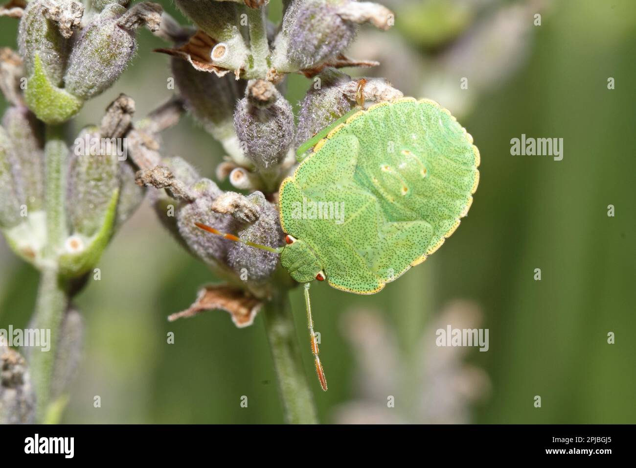 Green stink bug Stock Photo - Alamy