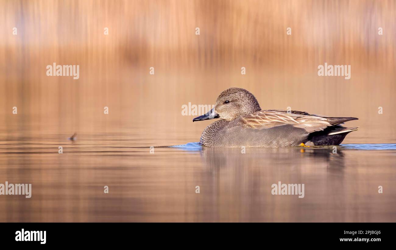 Gadwall (Mareca strepera) Middle Duck, Creaky Duck, male, reed area ...