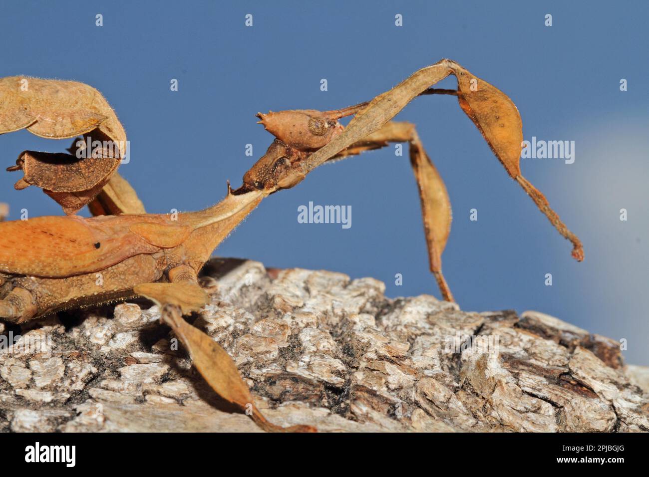 Australian Giant Ghost Insect Stock Photo - Alamy