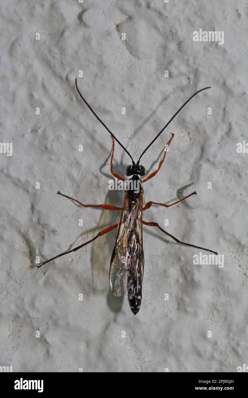 Horntail wasp hi-res stock photography and images - Alamy