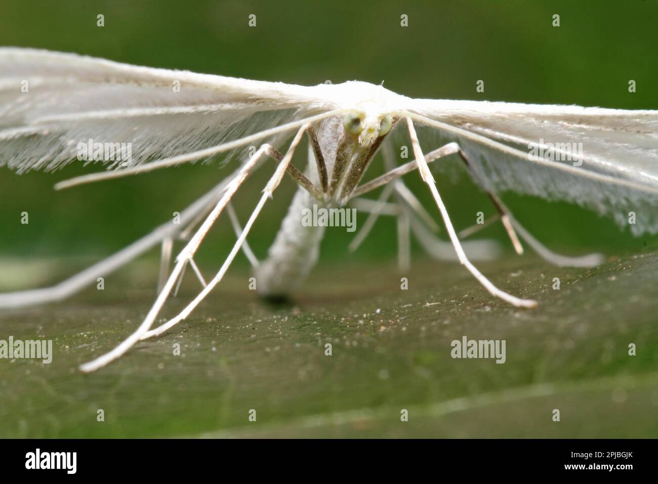 Ghost moth hi-res stock photography and images - Alamy