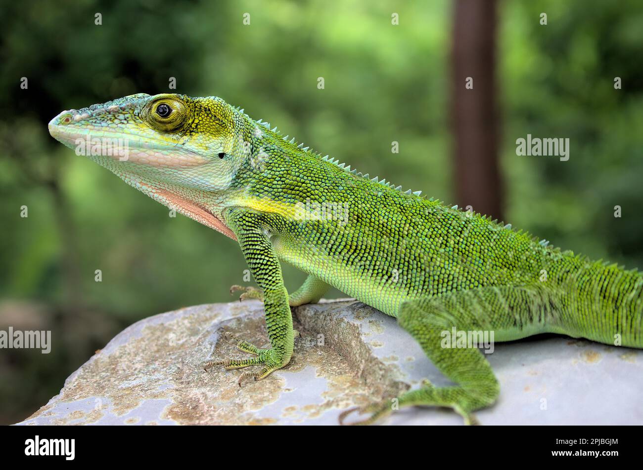 American green anole hi-res stock photography and images - Alamy
