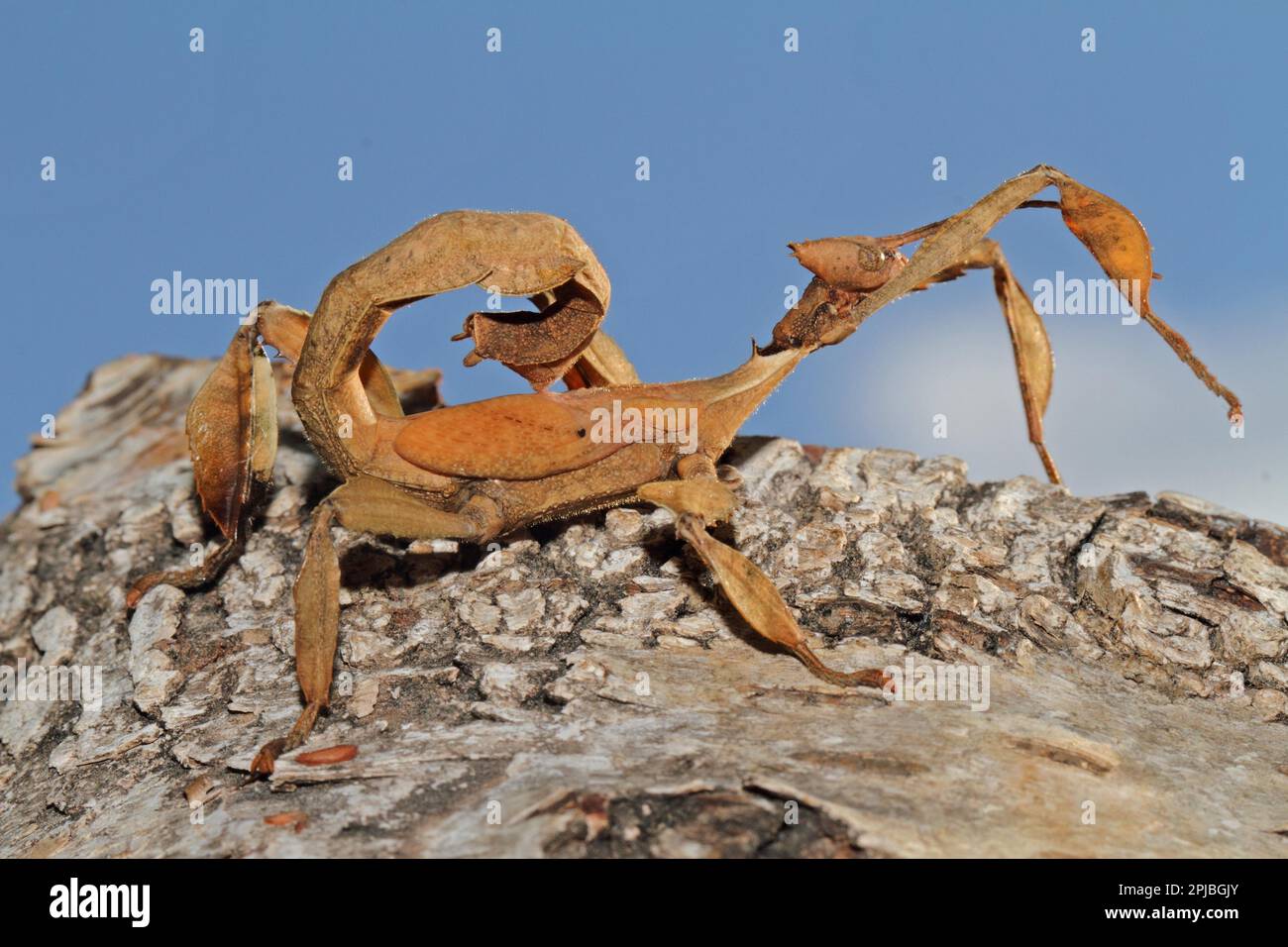 Australian Giant Ghost Insect Stock Photo - Alamy