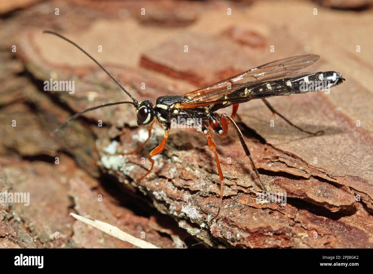 Giant wood wasp giant horntail hi-res stock photography and images - Alamy