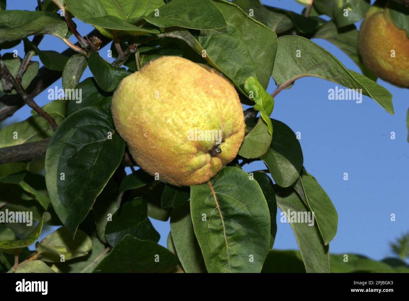 Quince crop hi-res stock photography and images - Alamy