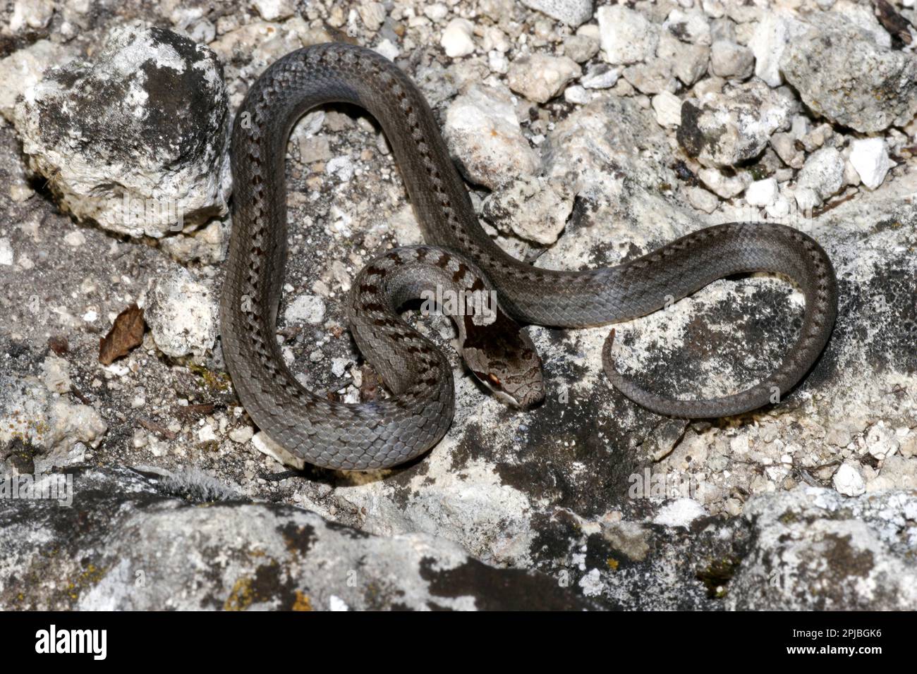 Juvenile smooth snake hi-res stock photography and images - Alamy
