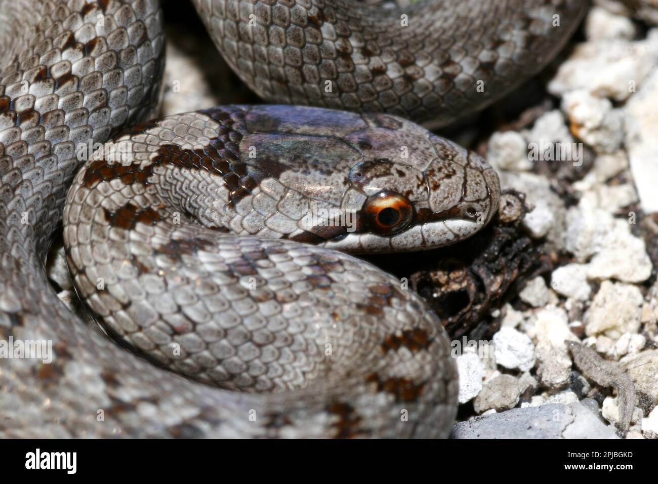 Smooth snake head hi-res stock photography and images - Alamy