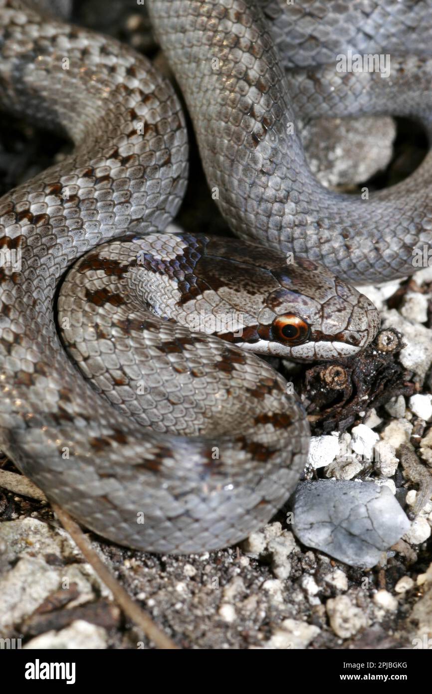 Smooth snake and young hi-res stock photography and images - Alamy