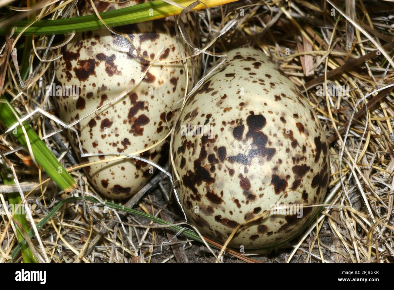 Redshank nest hi-res stock photography and images - Alamy