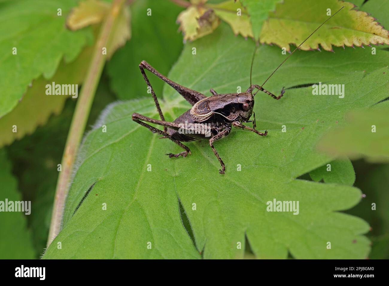Common bush cricket, male Stock Photo - Alamy