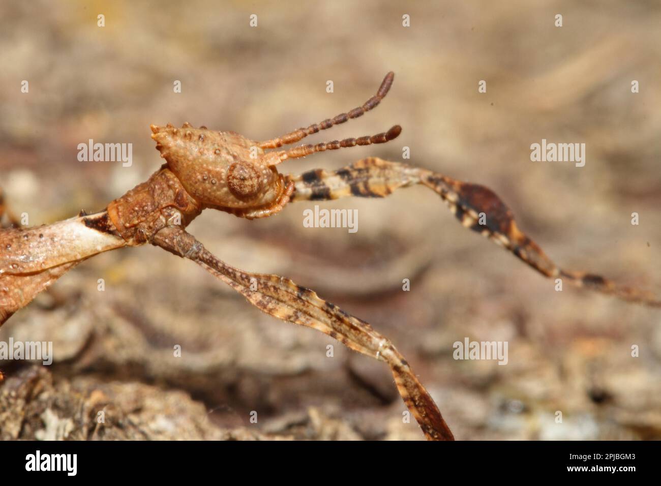 Australian Giant Ghost Insect Stock Photo - Alamy