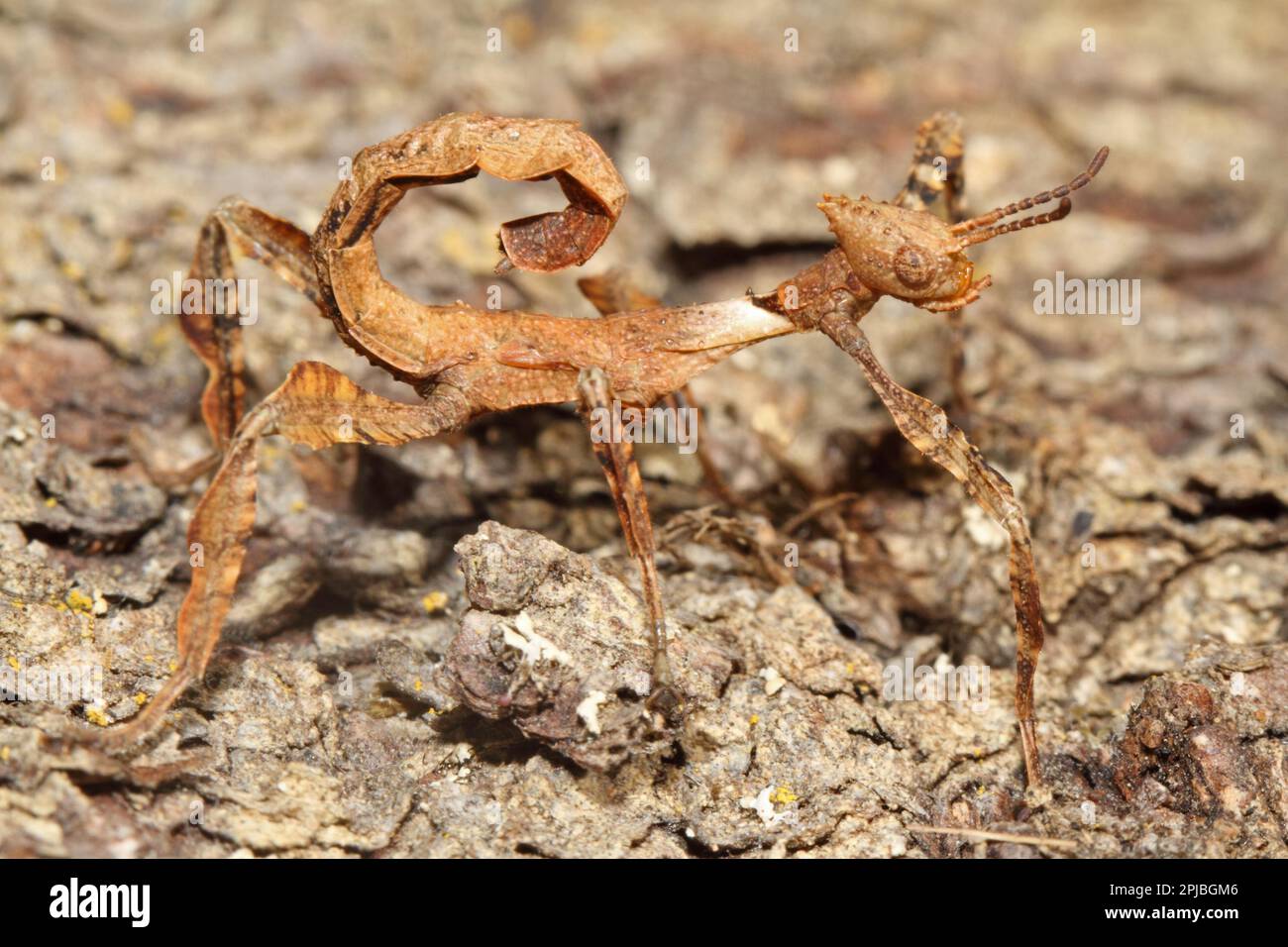 Australian Giant Ghost Insect Stock Photo - Alamy