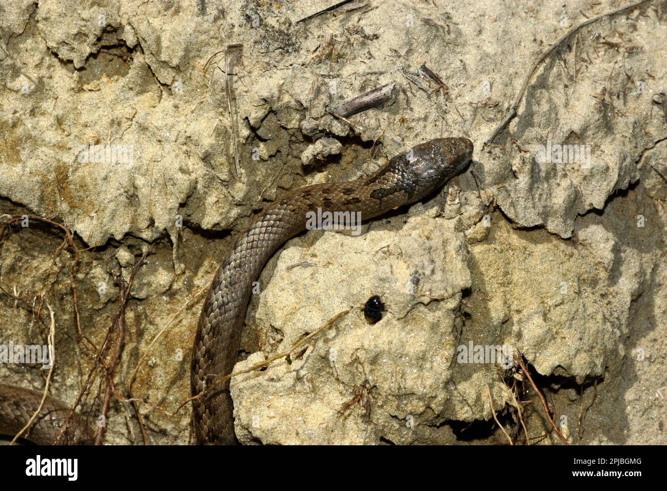 Looking at snake hi-res stock photography and images - Alamy