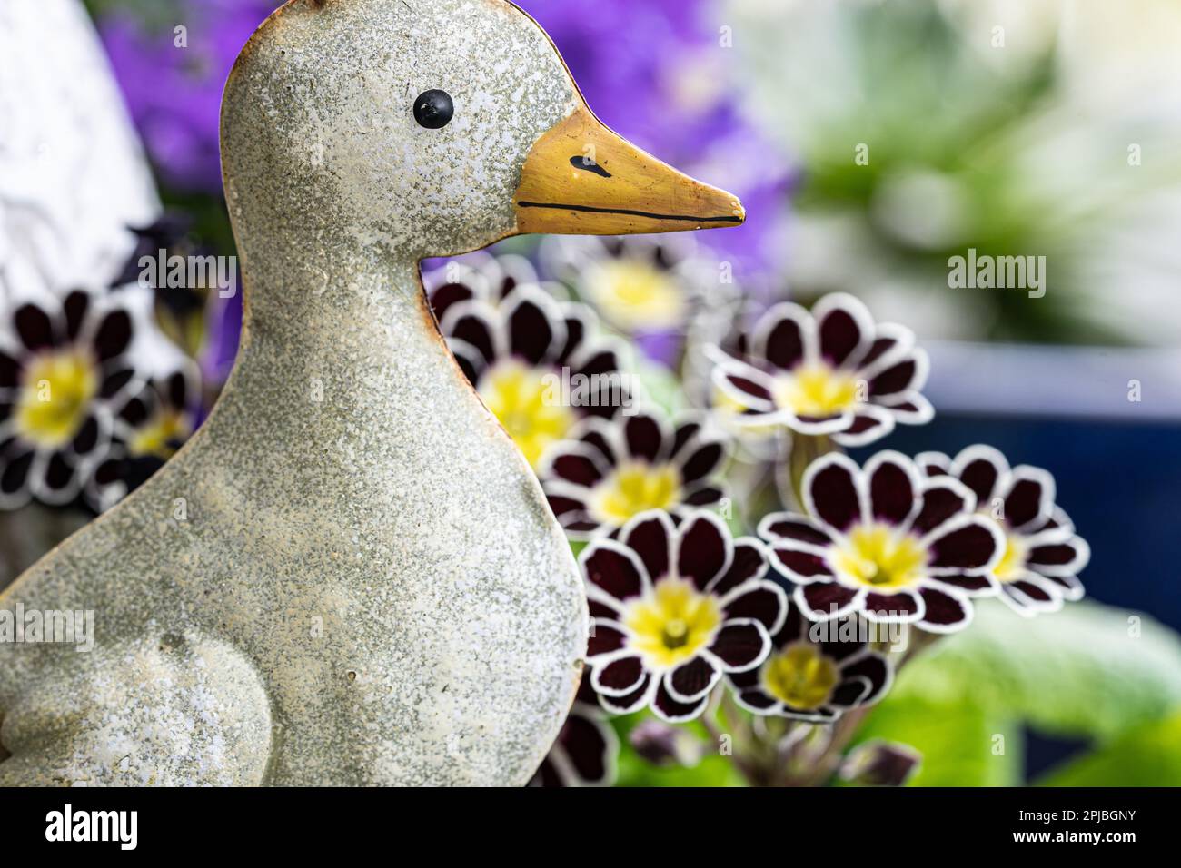 little tin goose standing between primrose and lilac spring flowers ...
