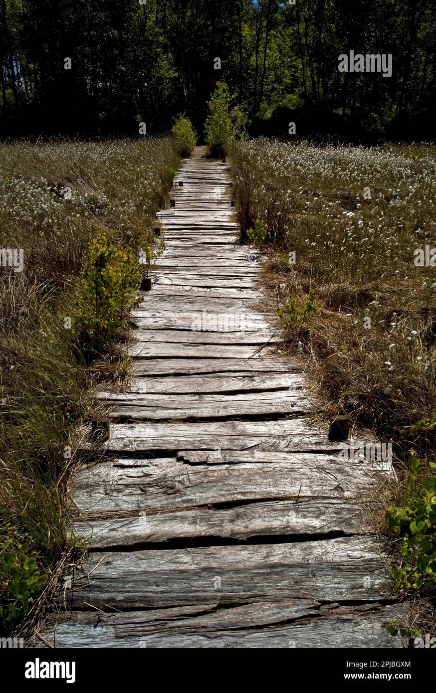Boardwalk through swampy landscape hi-res stock photography and images ...