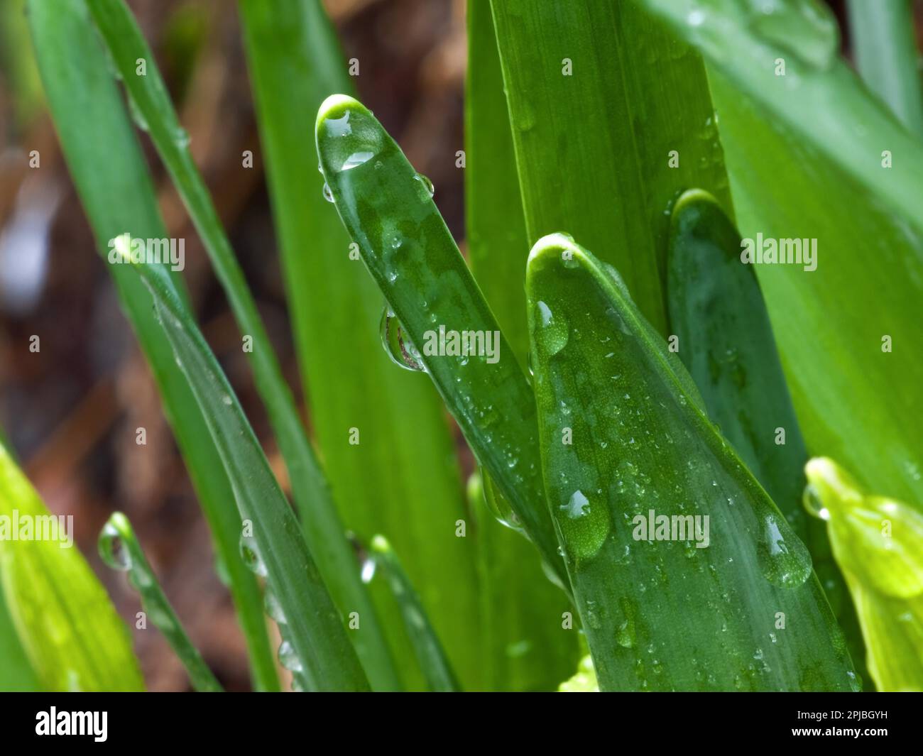 After the rain, water drops on stalks, daffodils (Narcissus) hybrids ...