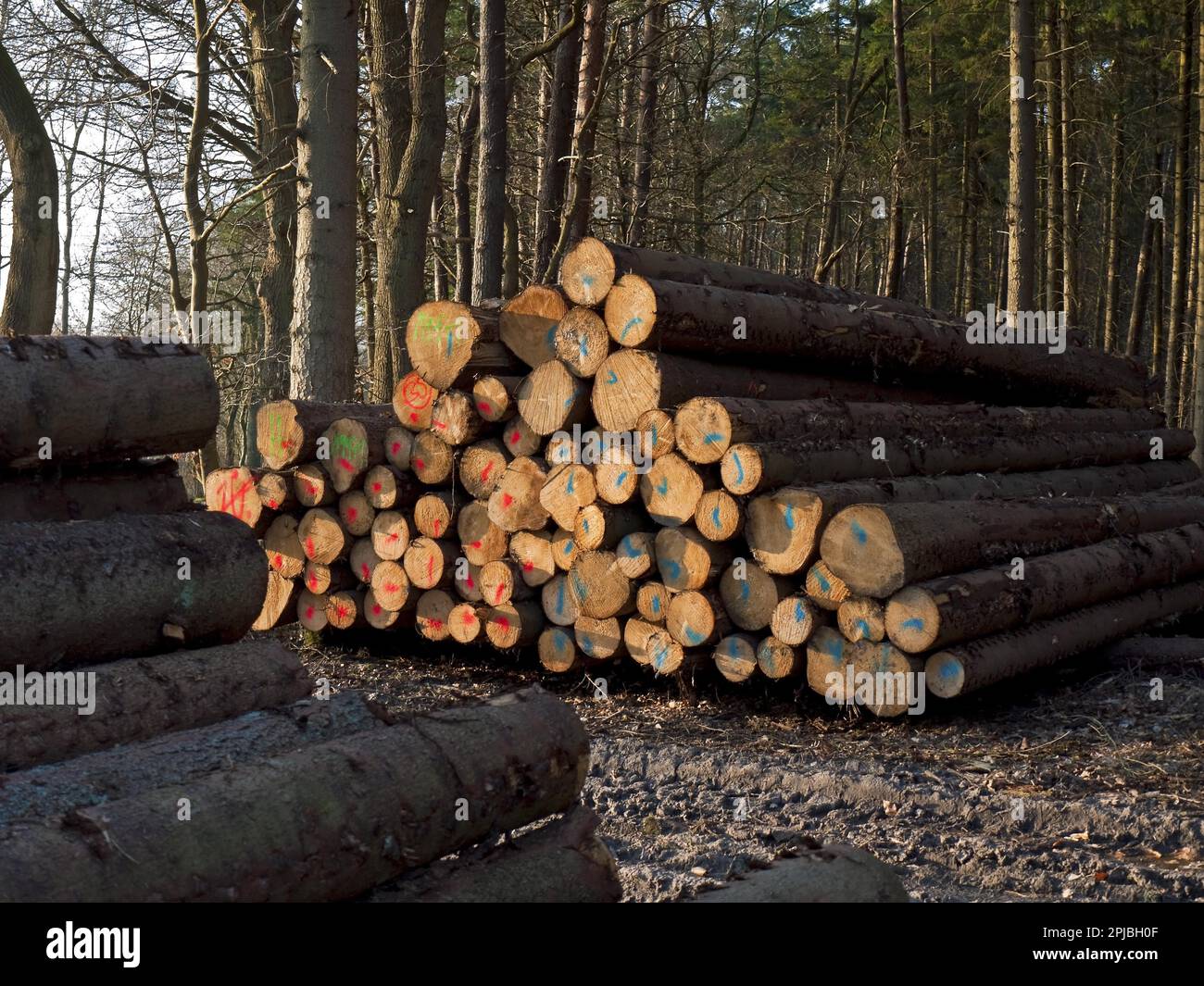 Lumber in the forest with coloured markings Stock Photo - Alamy