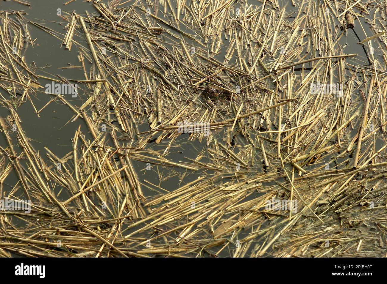 Cut reed in the water Stock Photo - Alamy